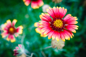 Capturing Flowers - Blooming Great Photography | Frames Express Blog